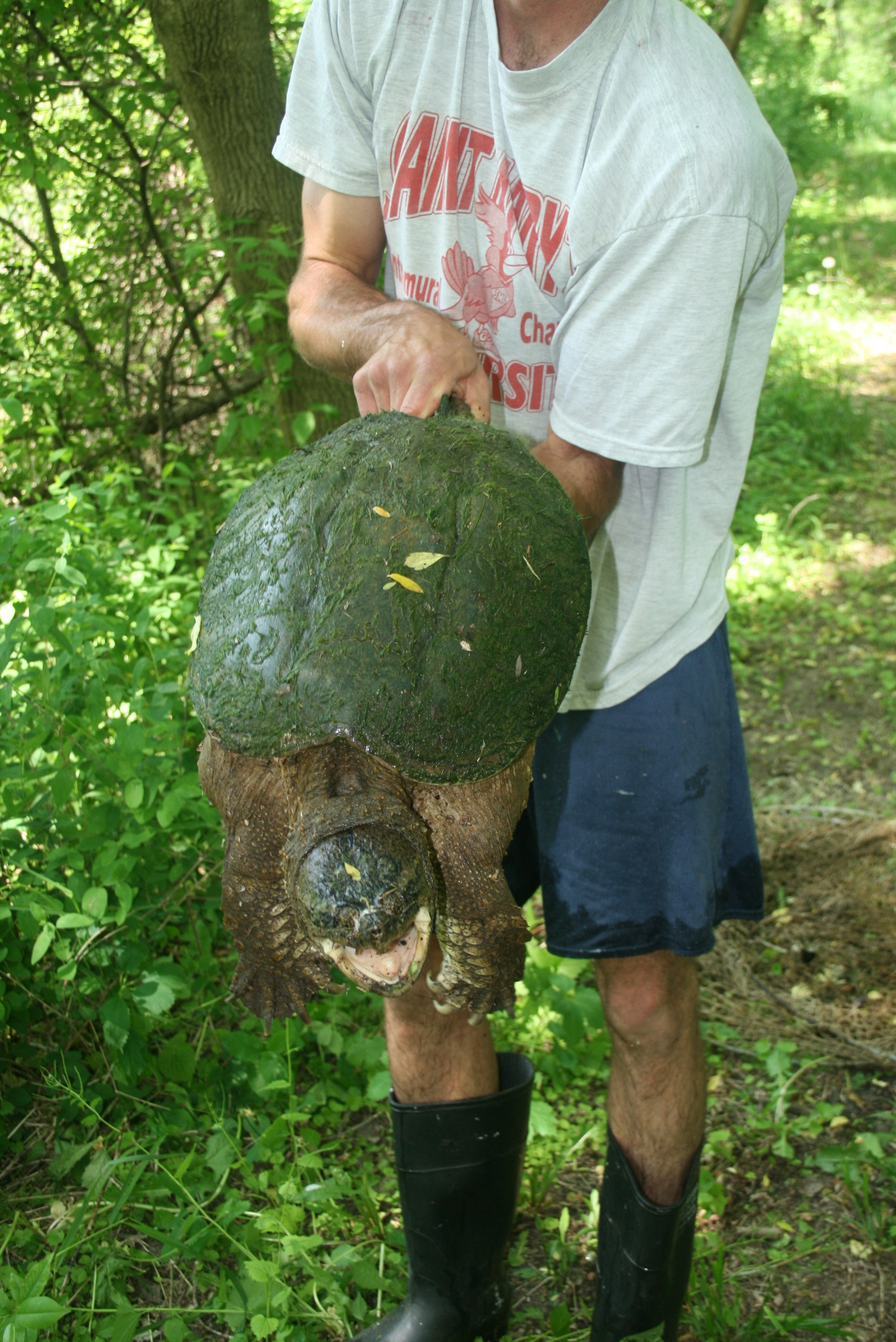 Turtle Monitoring – Catholic Ecology Center Blog