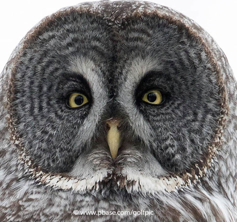 Owl Prowl – Catholic Ecology Center Blog